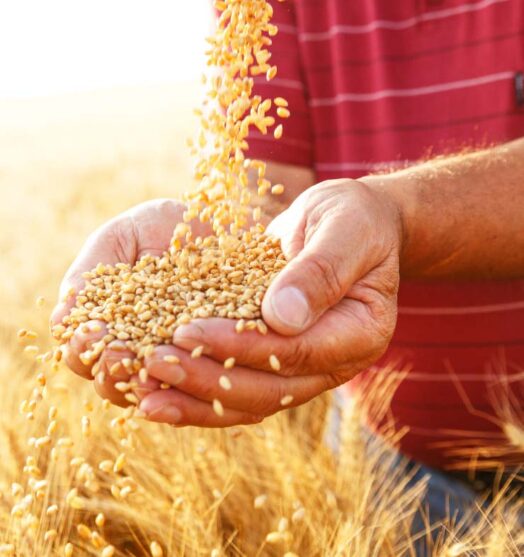 Agronomic Crops